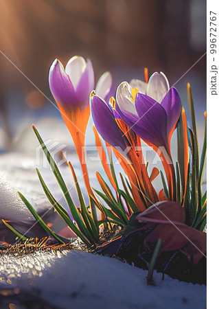 Spring Flowers In Snow Wallpaper