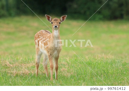 Little european fallow deer fawnの写真素材 [99761412] - PIXTA