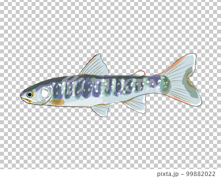 Amemasu - Stock Illustration [99882022] - PIXTA