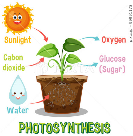 Cellular Respiration And Photosynthesis Diagram For Kids