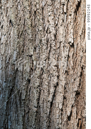 Maple Tree Bark Texture