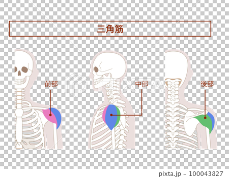 Deltoid anatomy muscle illustration front - Stock Illustration ...