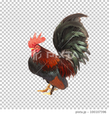 Portrait of bantam chicken on transparent... - Stock Illustration ...