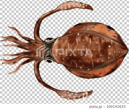 realistic hand drawn bigfin reef squid - Stock Illustration [100142635 ...