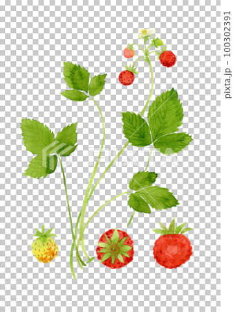 Hand drawn watercolor illustration of bramble - Stock Illustration ...
