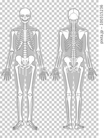 Schema (male full body skeleton) - Stock Illustration [100315236] - PIXTA