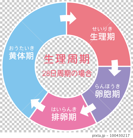 Menstrual cycle menstrual cycle pie chart - Stock Illustration ...