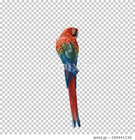 Realistic Macaw - Stock Illustration [100441136] - PIXTA