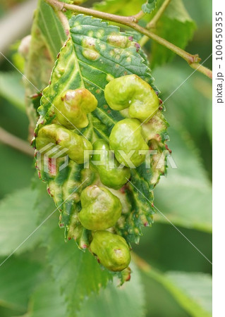 Closeup on elm sack gall aphid of the plant...の写真素材 [100450355] - PIXTA