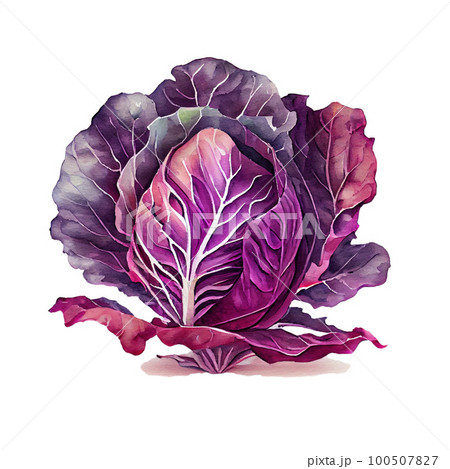 Red Cabbage Clip Art Free Vectors | Purple Cabbage