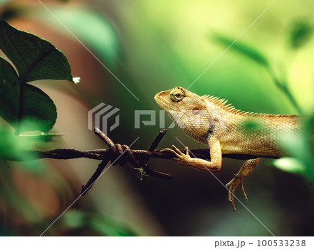 Eastern garden lizard on barbed wire fence.の写真素材 [100533238] - PIXTA