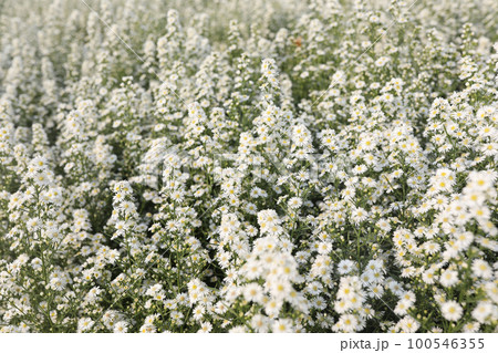 Fresh White Cutter Flower field の写真素材 [100546355] - PIXTA