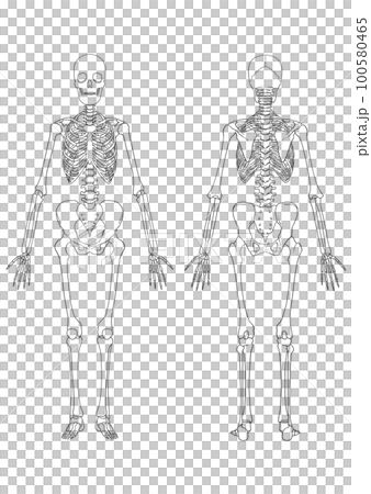 Schema (female full body skeleton) - Stock Illustration [100580465] - PIXTA