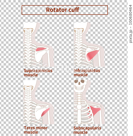 Illustration of the anatomy of the Rotator Cuffのイラスト素材 [100680464] - PIXTA