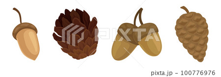 Fir or Pine Cones and Acorns as Seed Containing...のイラスト素材 [100776976] - PIXTA