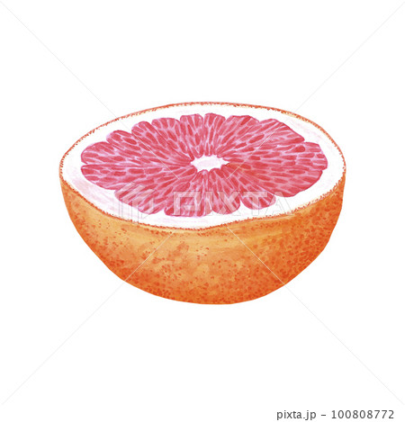 Hand drawn watercolor grapefruit isolated on...のイラスト素材 [100808772] - PIXTA