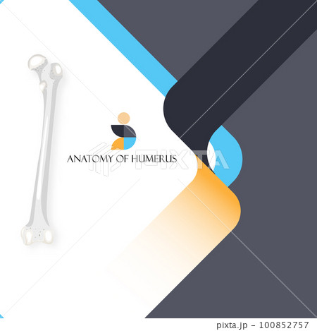 Medical orthopedic anatomy abstract background....のイラスト素材 [100852757 ...