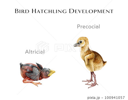 Bird hatchling development study table....のイラスト素材 [100941057] - PIXTA