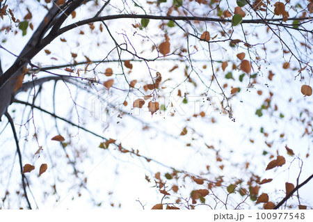 Unfocused natural background of the autumn...の写真素材 [100977548] - PIXTA