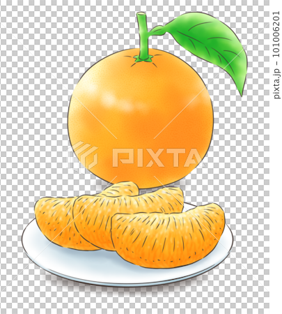 Hassaku with leaves and flesh of Hassaku (with... - Stock Illustration ...