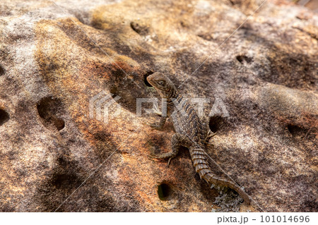 Merrem's Madagascar swift, Oplurus cyclurus,...の写真素材 [101014696] - PIXTA