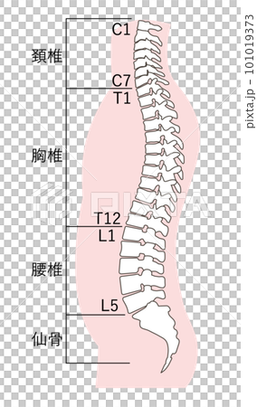 Explanation illustration of a normal spine - Stock Illustration ...