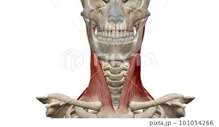 Head rotation, lateral movement of the head...のイラスト素材 [101054266] - PIXTA