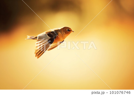 Swallow bird in flight in the sunset light....のイラスト素材 [101076746] - PIXTA