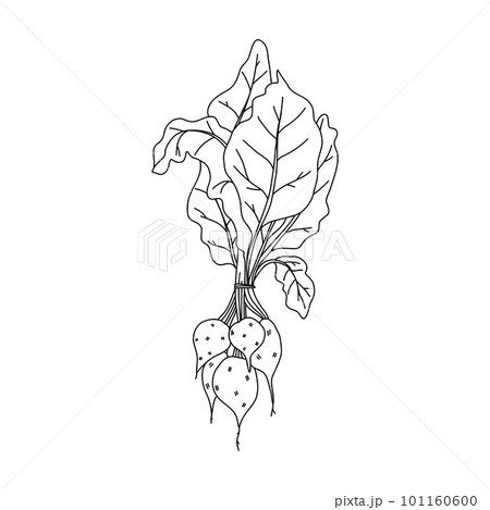 Beet Line Drawing Vector Hand Drawn Beet Outline Doodle Icon. Food