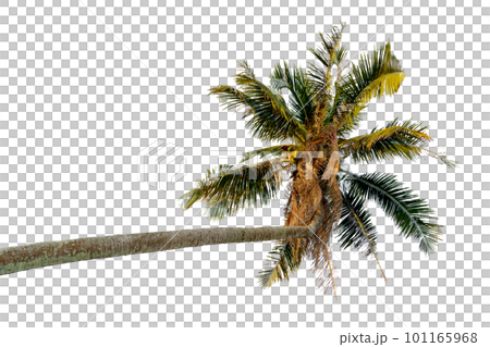 coconut tree bending Isolatedのイラスト素材 [101165968] - PIXTA