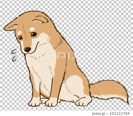 Shiba Inu sitting and sad (Chashiba) - Stock Illustration [101222784 ...