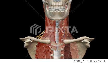 The cervical spine (neck region) consists of...のイラスト素材 [101224781] - PIXTA