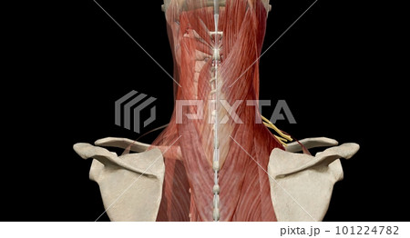 The cervical spine (neck region) consists of...のイラスト素材 [101224782] - PIXTA