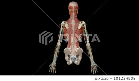 Human anatomy body. Skeletal, organ, vascular,...のイラスト素材 [101224908 ...