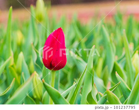 Close up shot of red tulip blossom 101237795 PIXTA