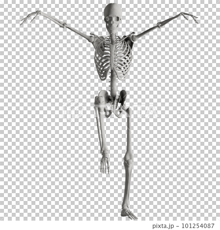 Human skeleton posing - Stock Illustration [101254087] - PIXTA