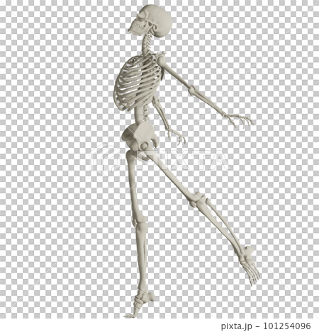 Human skeleton posing - Stock Illustration [101254096] - PIXTA