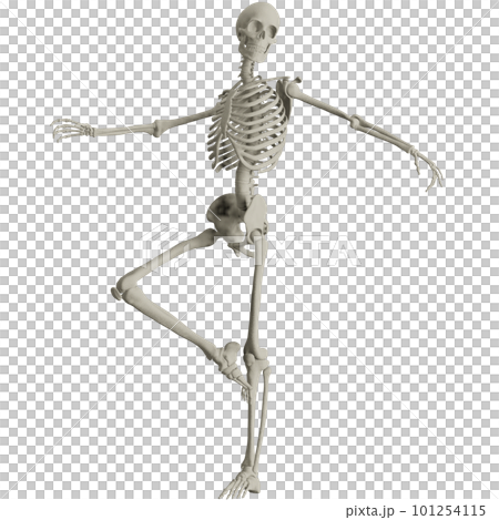 Human skeleton posing - Stock Illustration [101254115] - PIXTA