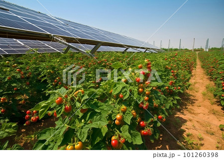 Close up of tomatoes growing on farm with solar...のイラスト素材 [101260398 ...