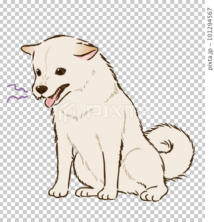 Sitting and angry Shiba Inu (White Shiba) - Stock Illustration ...