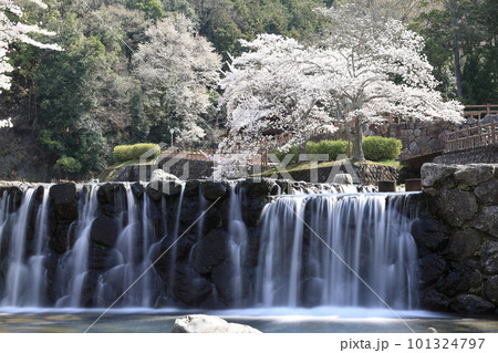 Cherry Blossom Tree And Waterfall