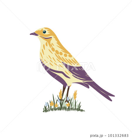 Hand drawn illustration of meadow pipit Anthus...のイラスト素材 [101332683 ...
