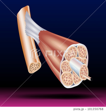 Structure of Skeletal Muscle - Skeletal muscle...のイラスト素材 [101350768 ...