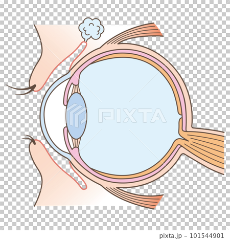 Structural diagram of the eye Color No text - Stock Illustration ...