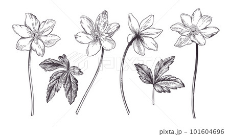 Wood Anemone Line Drawing