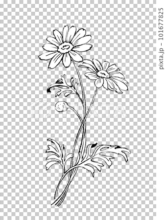 Simple line drawing illustration of beautifully... - Stock Illustration ...