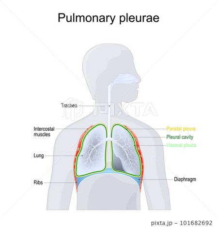 Pulmonary pleurae. lungs Anatomyのイラスト素材 [101682692] - PIXTA