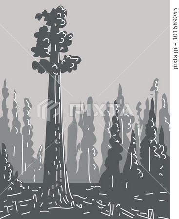 General Sherman Tree in Sequoia National Park...のイラスト素材 [101689055] - PIXTA