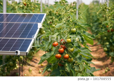 Close up of tomatoes growing on farm with solar...のイラスト素材 [101708555 ...