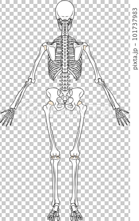 Whole body skeleton posterior view female - Stock Illustration ...